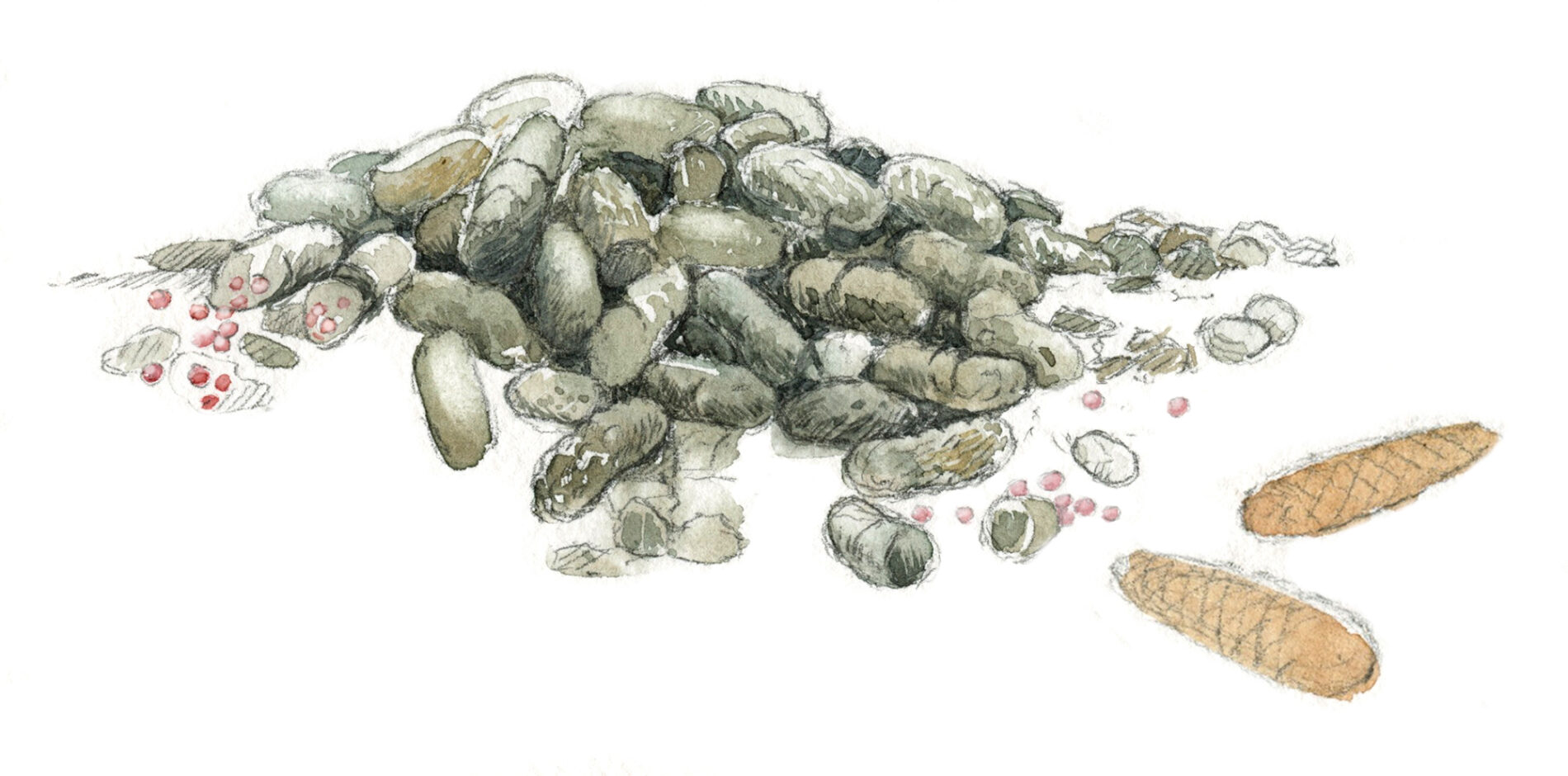 Kakka kertoo mäyrän elämästä