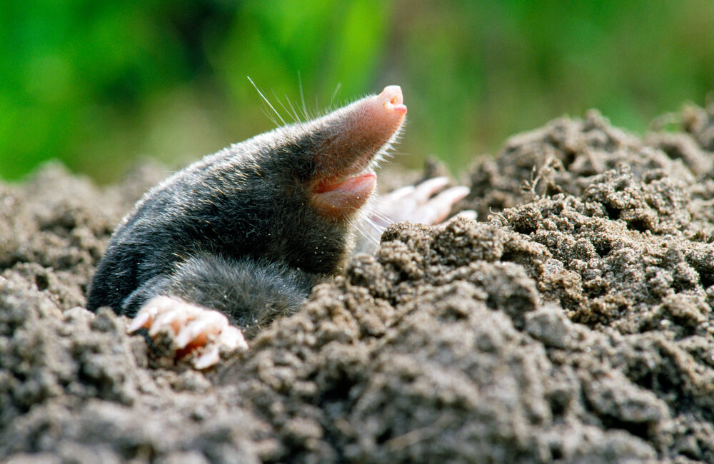 Kontiaisen vinkkelistä