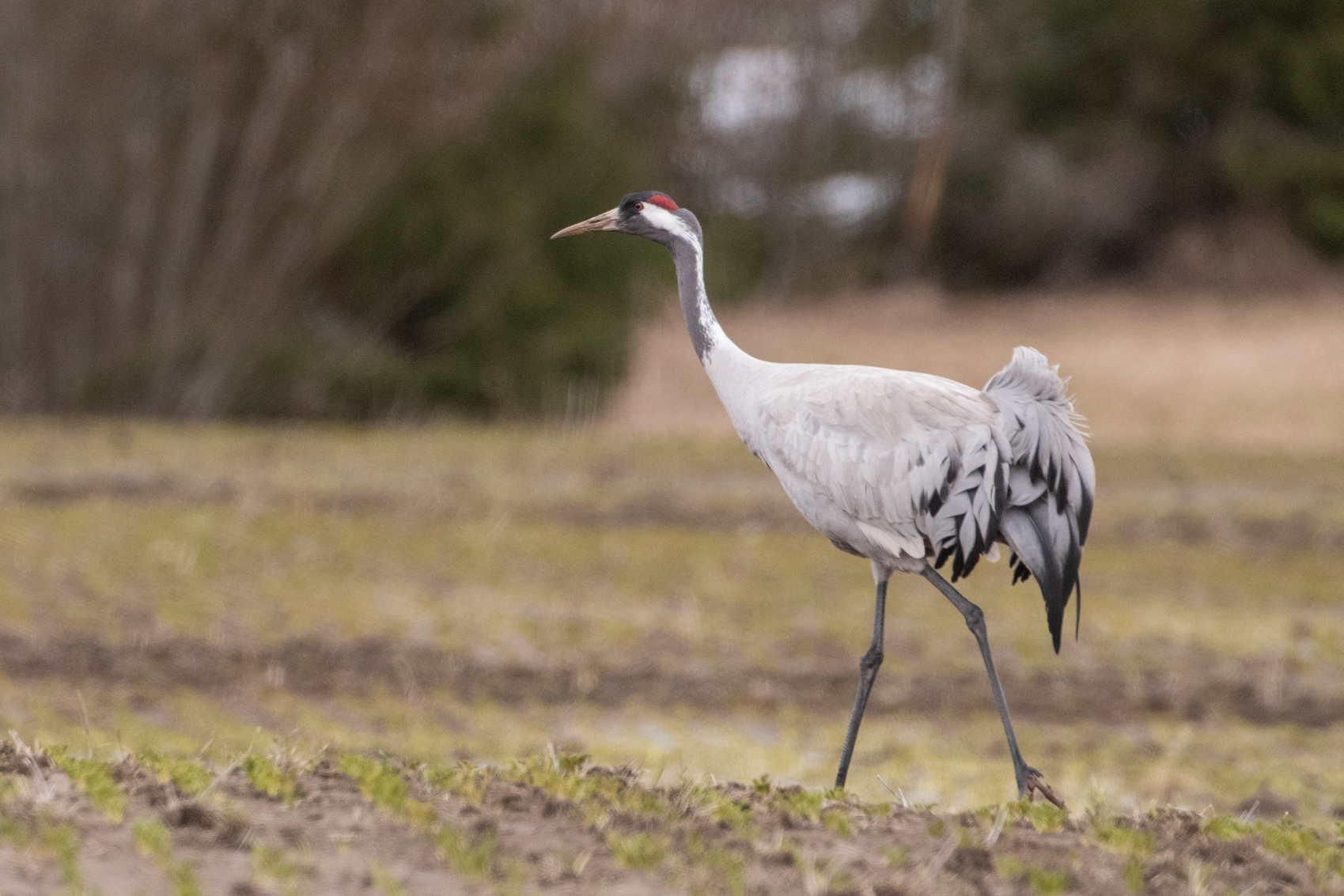 Linnut kevään vaihtelevissa keleissä