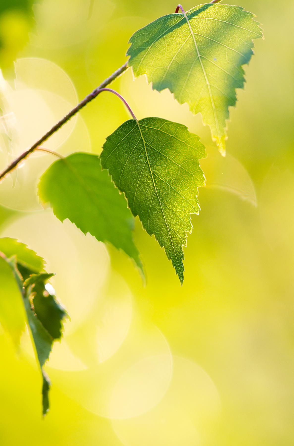 Jo lehtii puu – Silmujen valmistautuminen kevääseen alkaa jo edellisenä ...