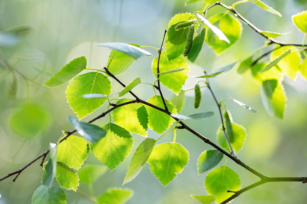 Jo lehtii puu – Silmujen valmistautuminen kevääseen alkaa jo edellisenä ...