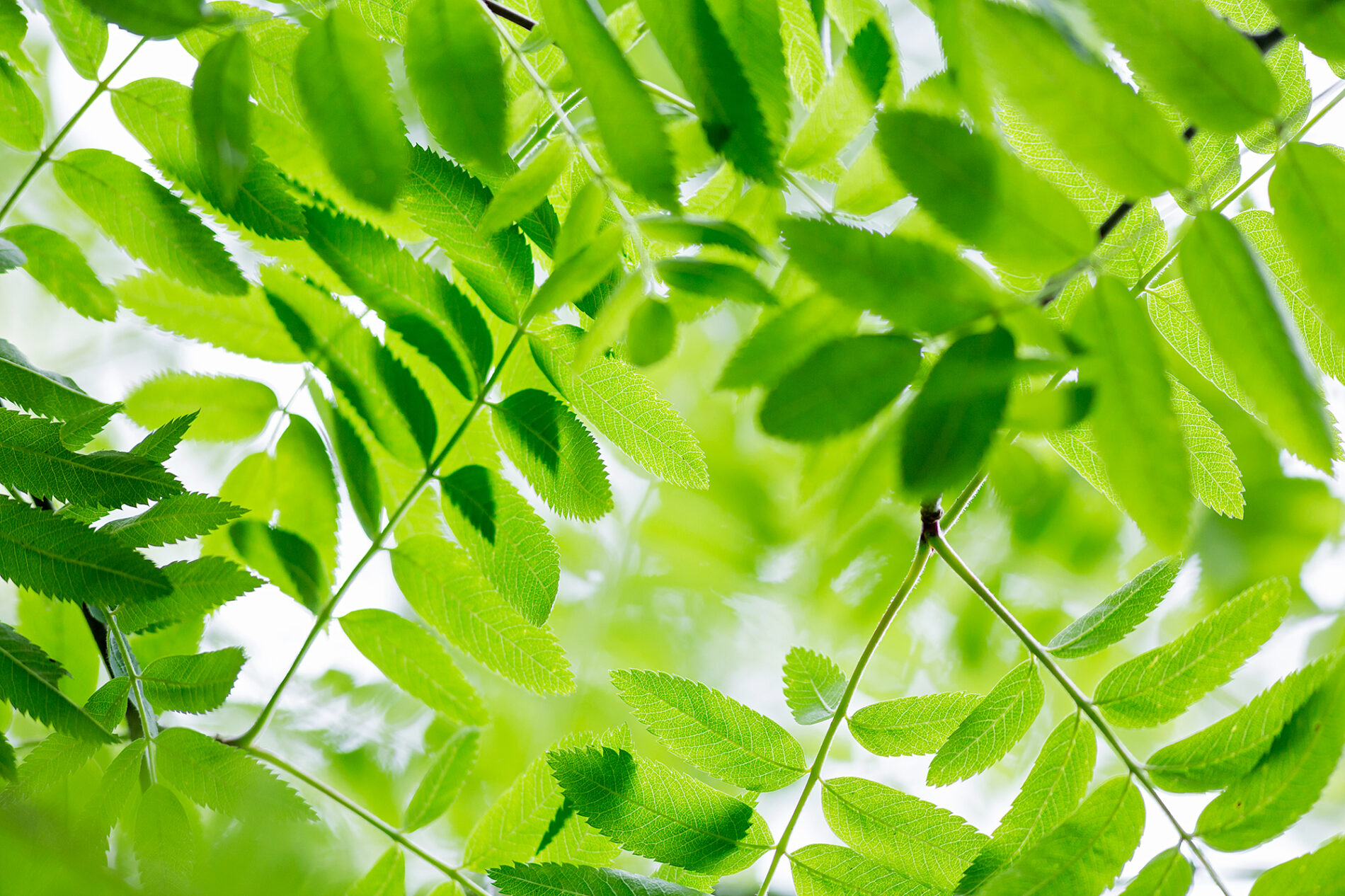 Jo lehtii puu – Silmujen valmistautuminen kevääseen alkaa jo edellisenä ...