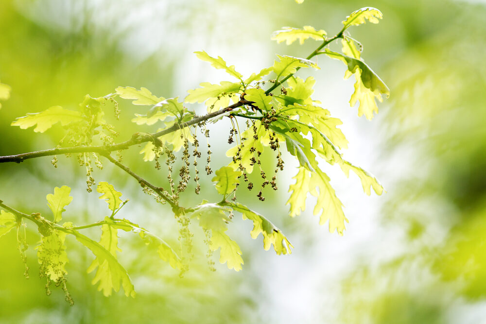 Jo lehtii puu – Silmujen valmistautuminen kevääseen alkaa jo edellisenä ...