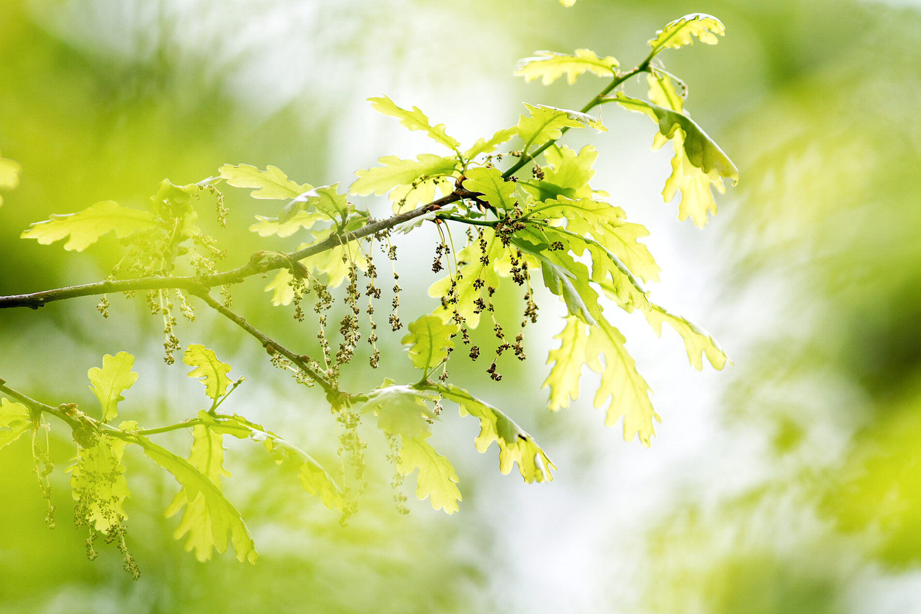 Jo lehtii puu – Silmujen valmistautuminen kevääseen alkaa jo edellisenä ...