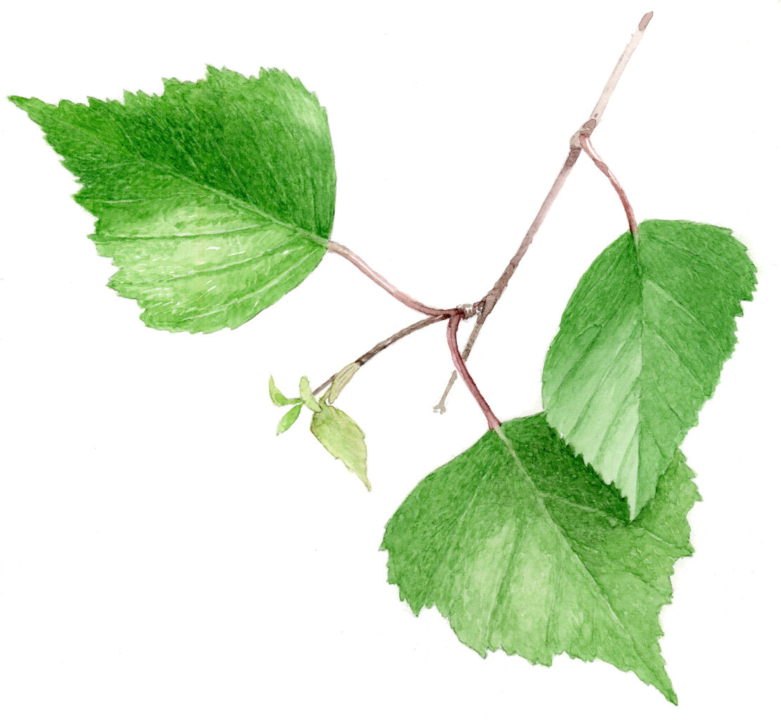 Testaa tietosi: Tunnista puiden lehdet