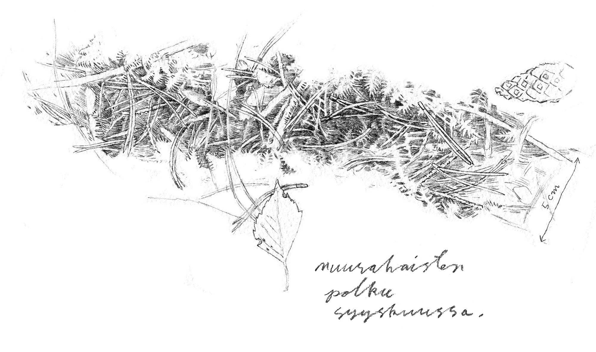 Suomen Luonto - Muurahaiskeko