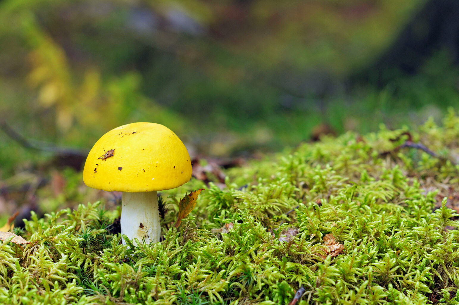 Lajikoulu: Tunnista rouskut