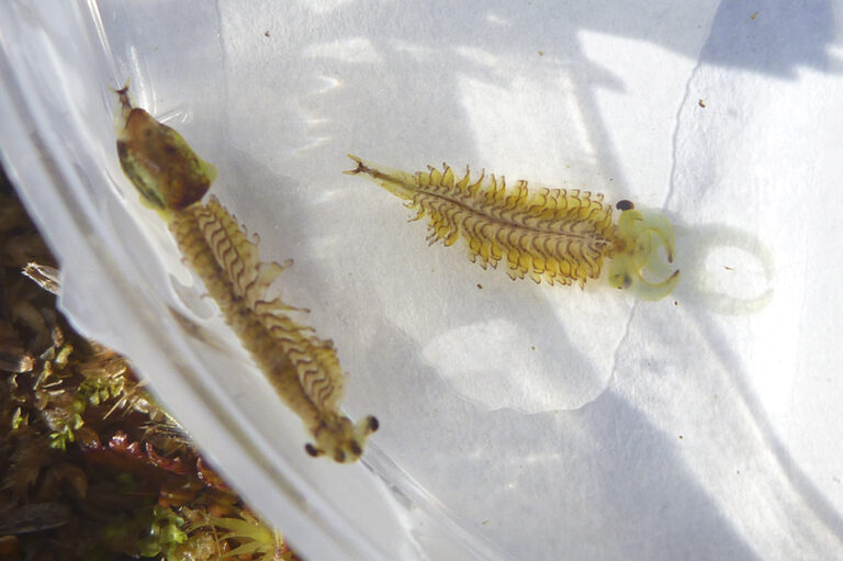 Suomen Luonto - Polyartemia-forcipata