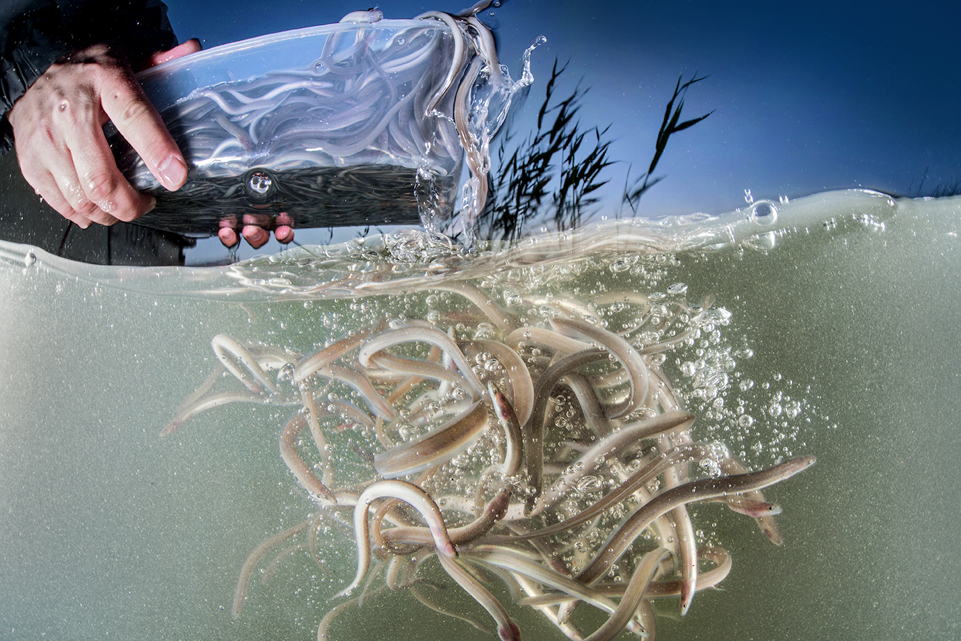 Suomen Luonto - Ankerias