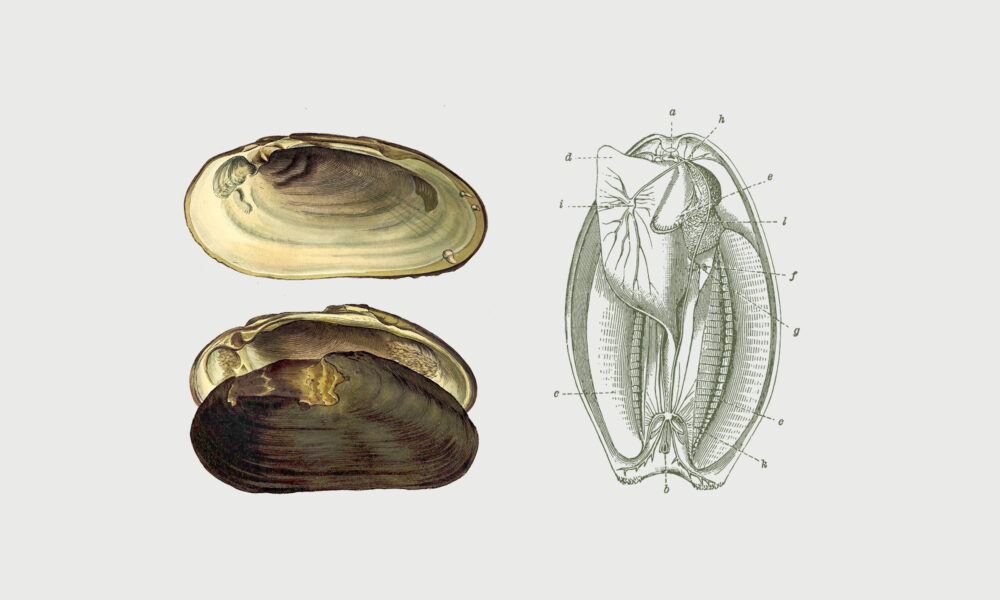 Raakkuja etsimässä – jokihelmisimpukoita on yhä etelänkin joissa