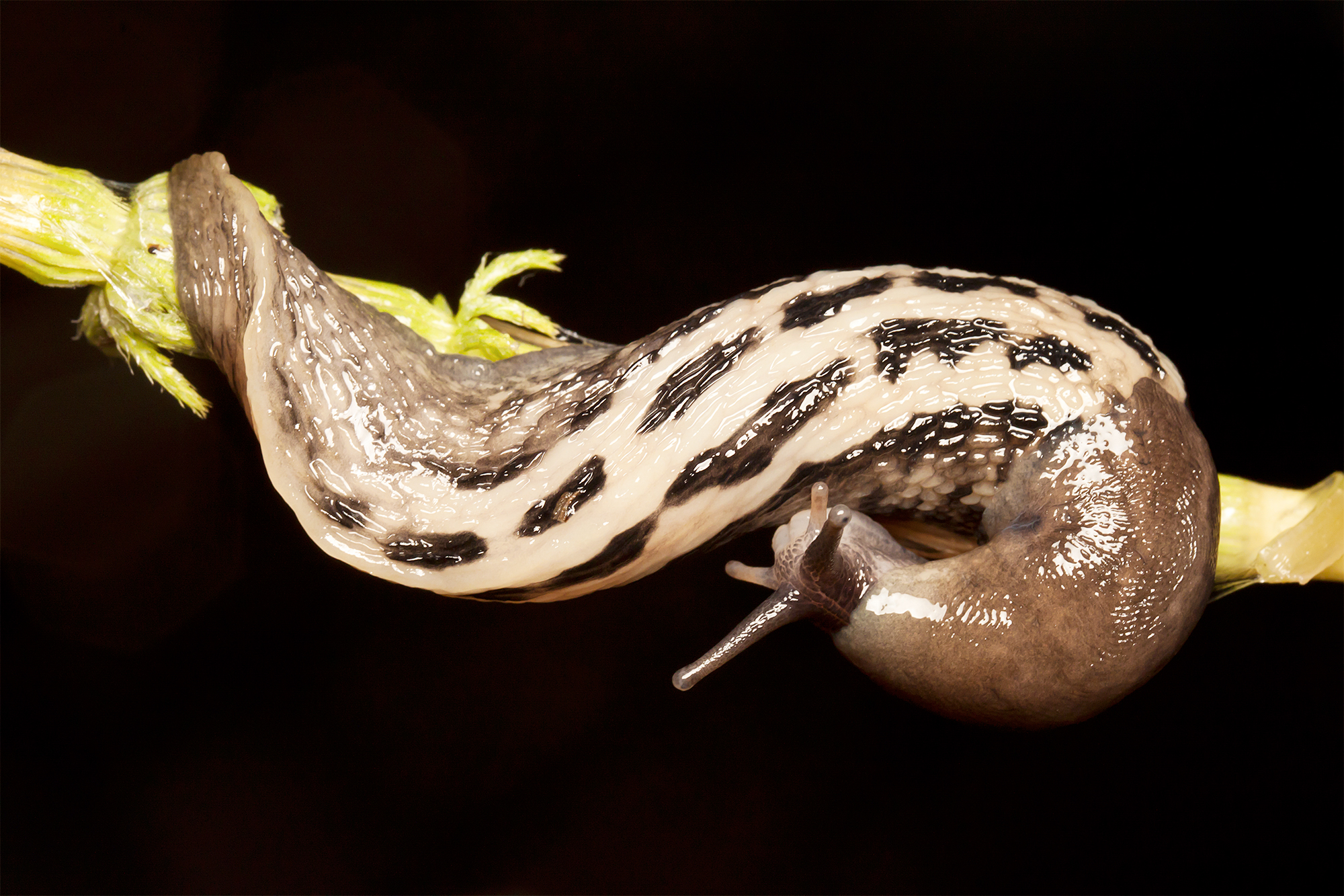 Suomen Luonto - Ukkoetana