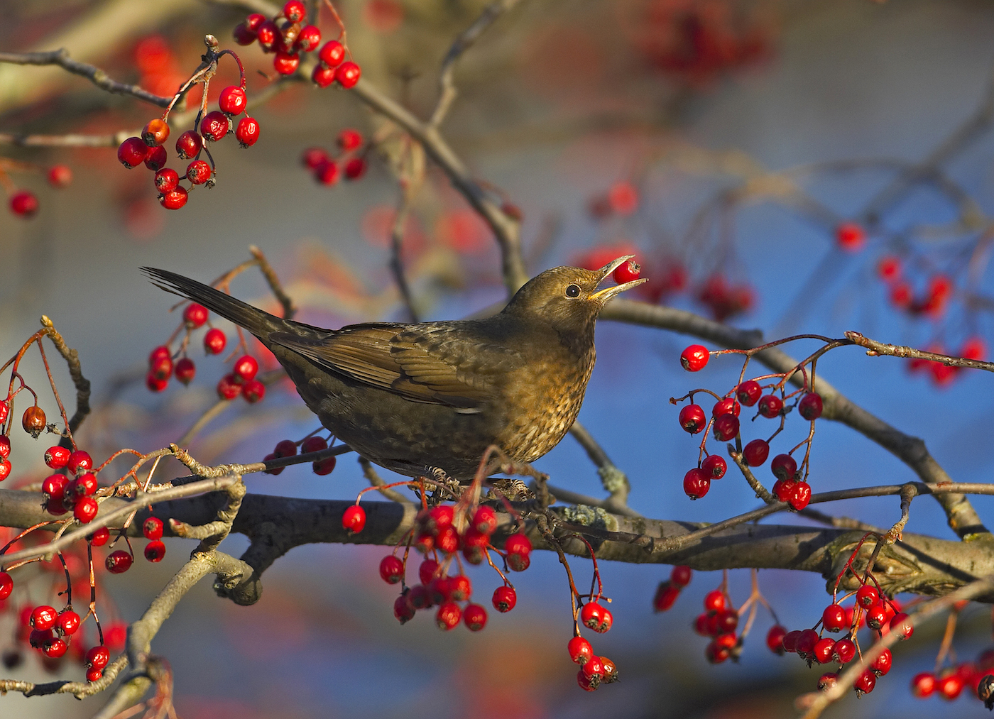 Suomen Luonto - Pihlajanmarja