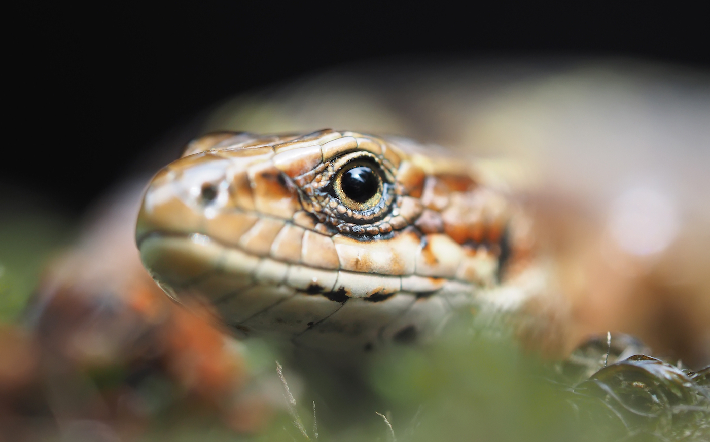 Suomen Luonto - Sisilisko