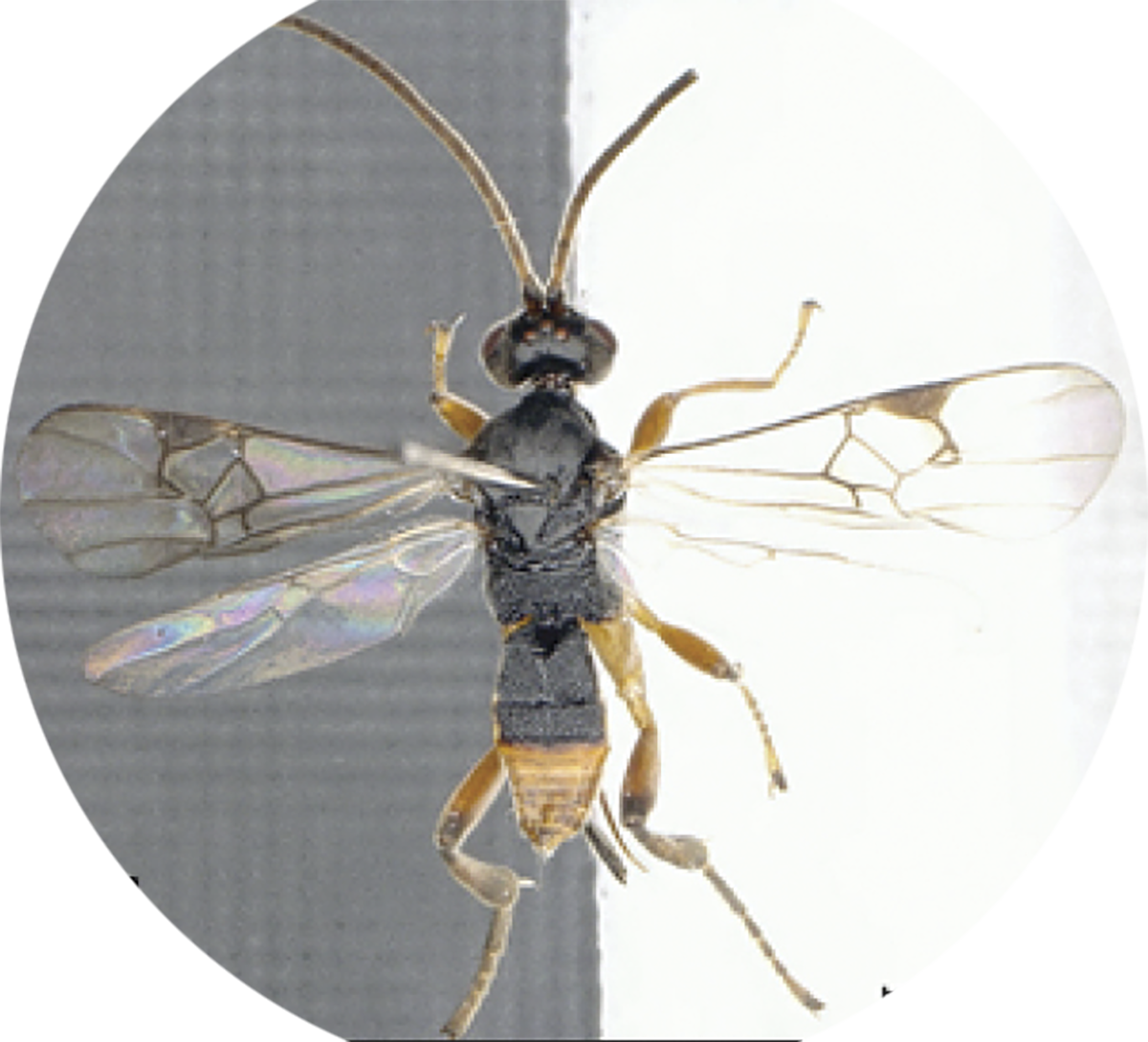 Hyönteiset ovat ihmeellisiä – Kolme tutkittua faktaa hyönteisistä