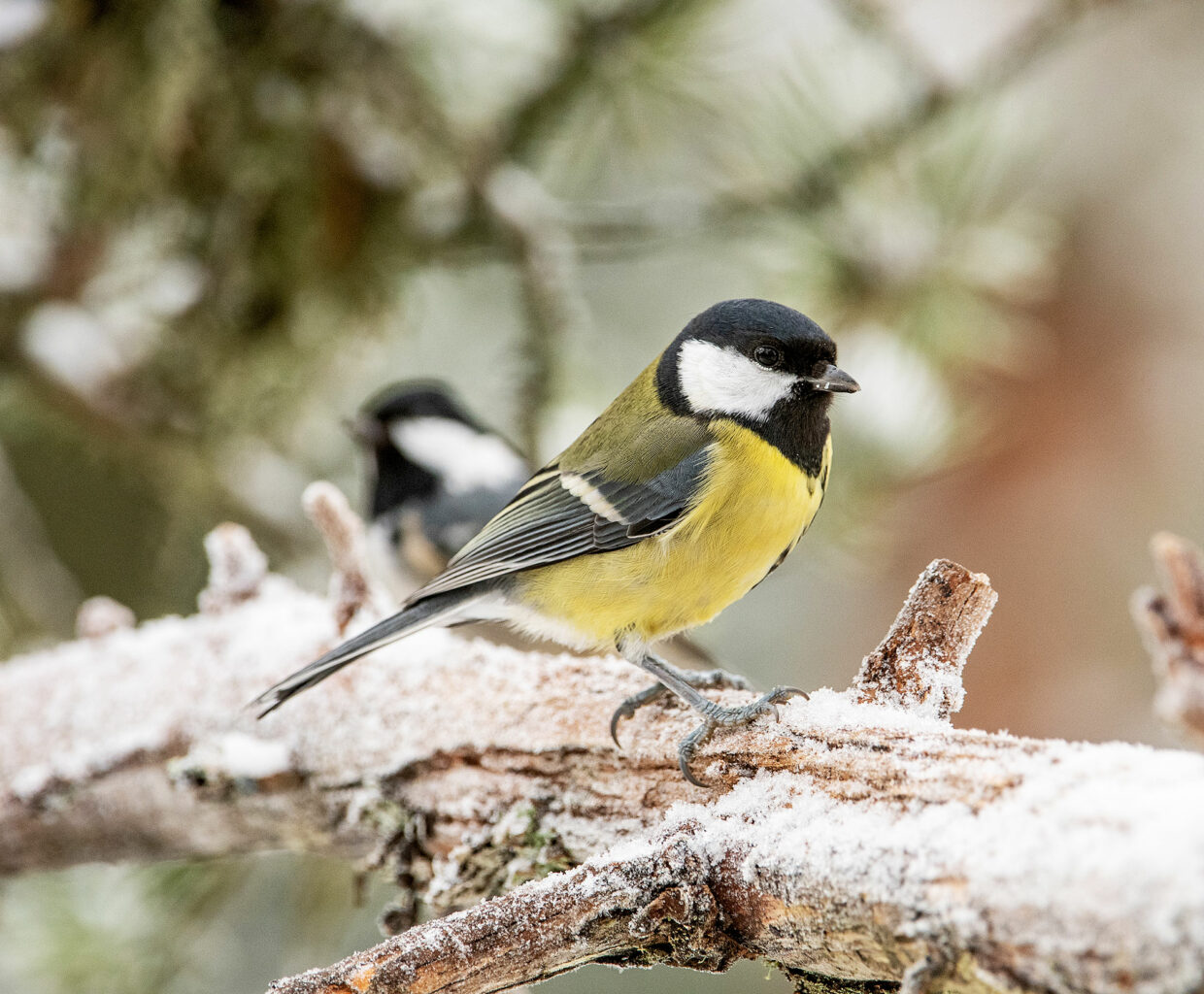 Tiaisten talvi – kuuntele tiaisten ääniä