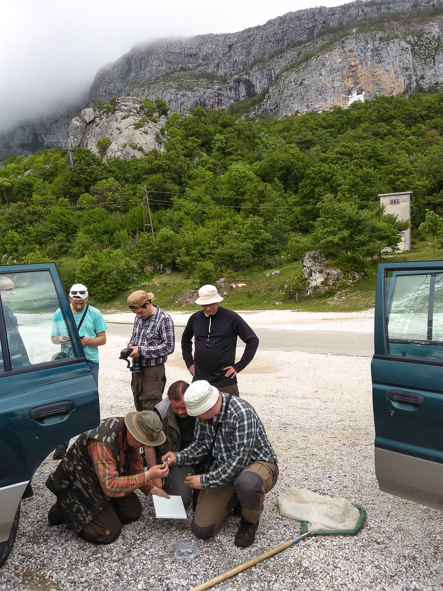 Operaatio Mustavuori, osa 5/5 - Kartoittamassa Montenegron hyönteislajistoa