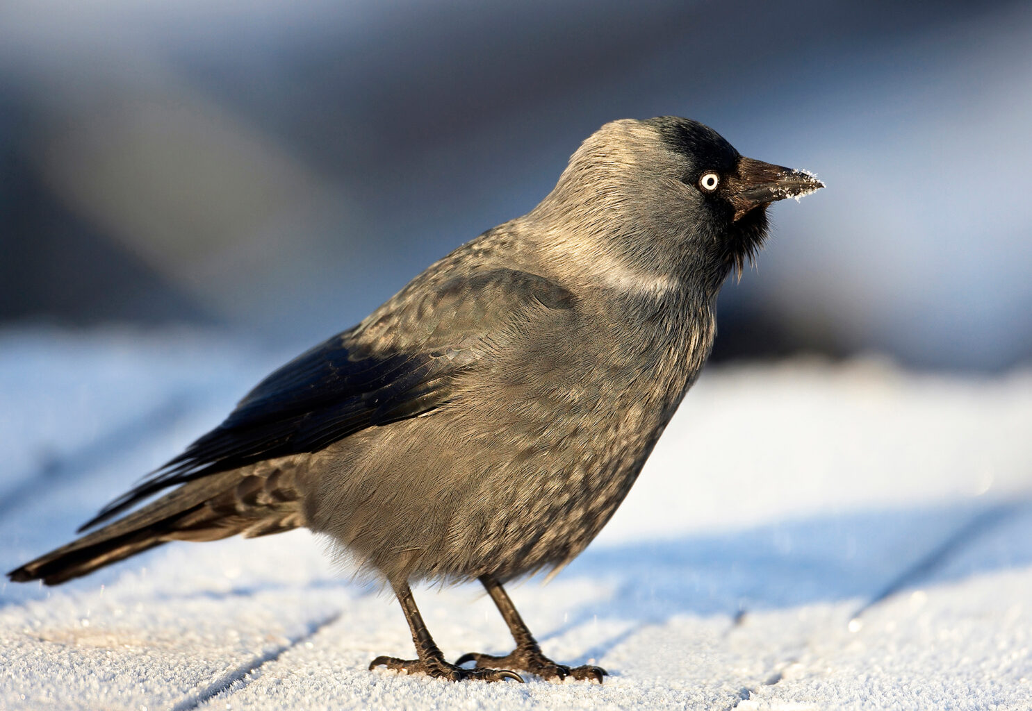 Testaa tietosi Varisvisassa!