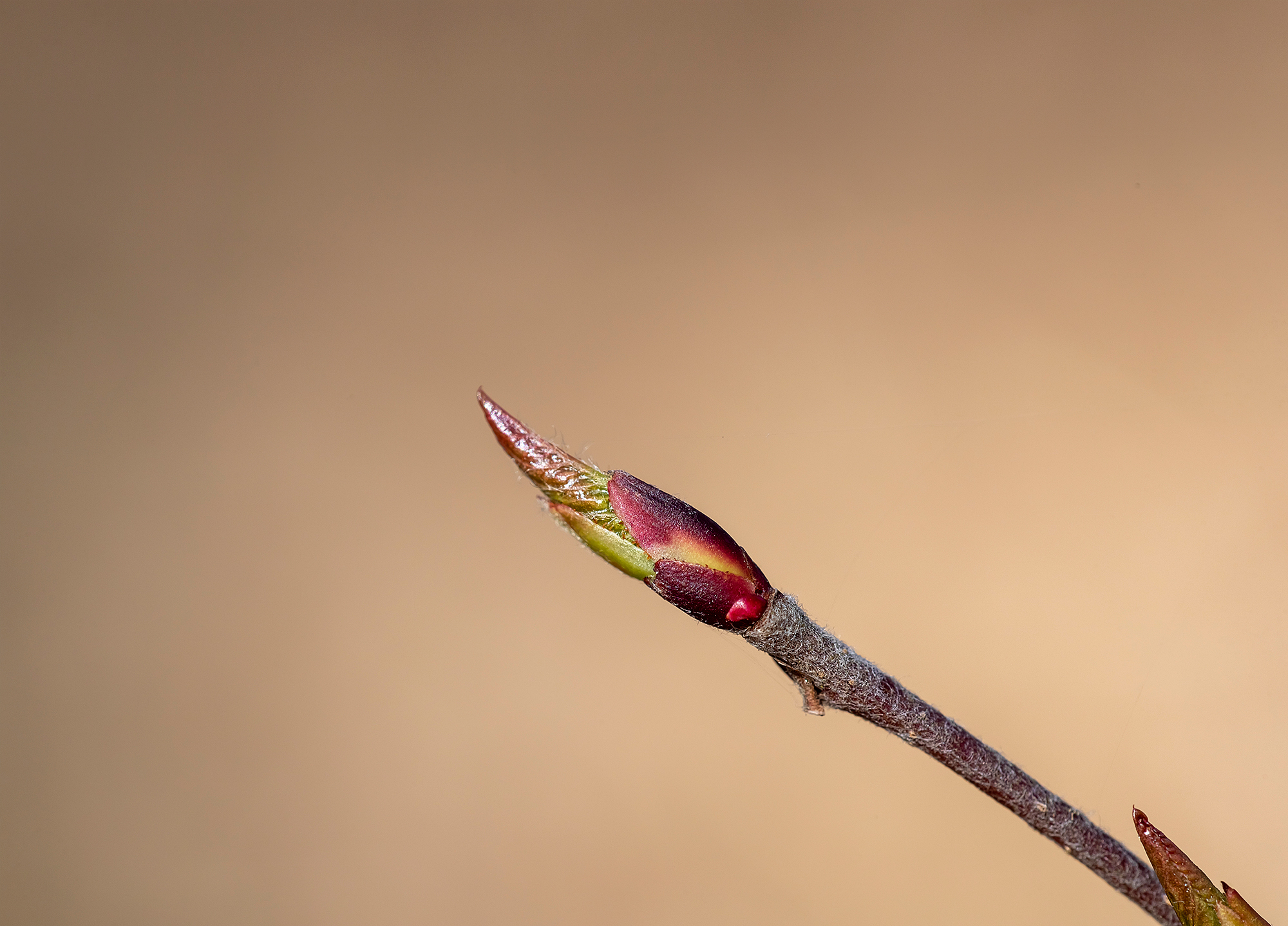 Suomen Luonto - Lehtipuut