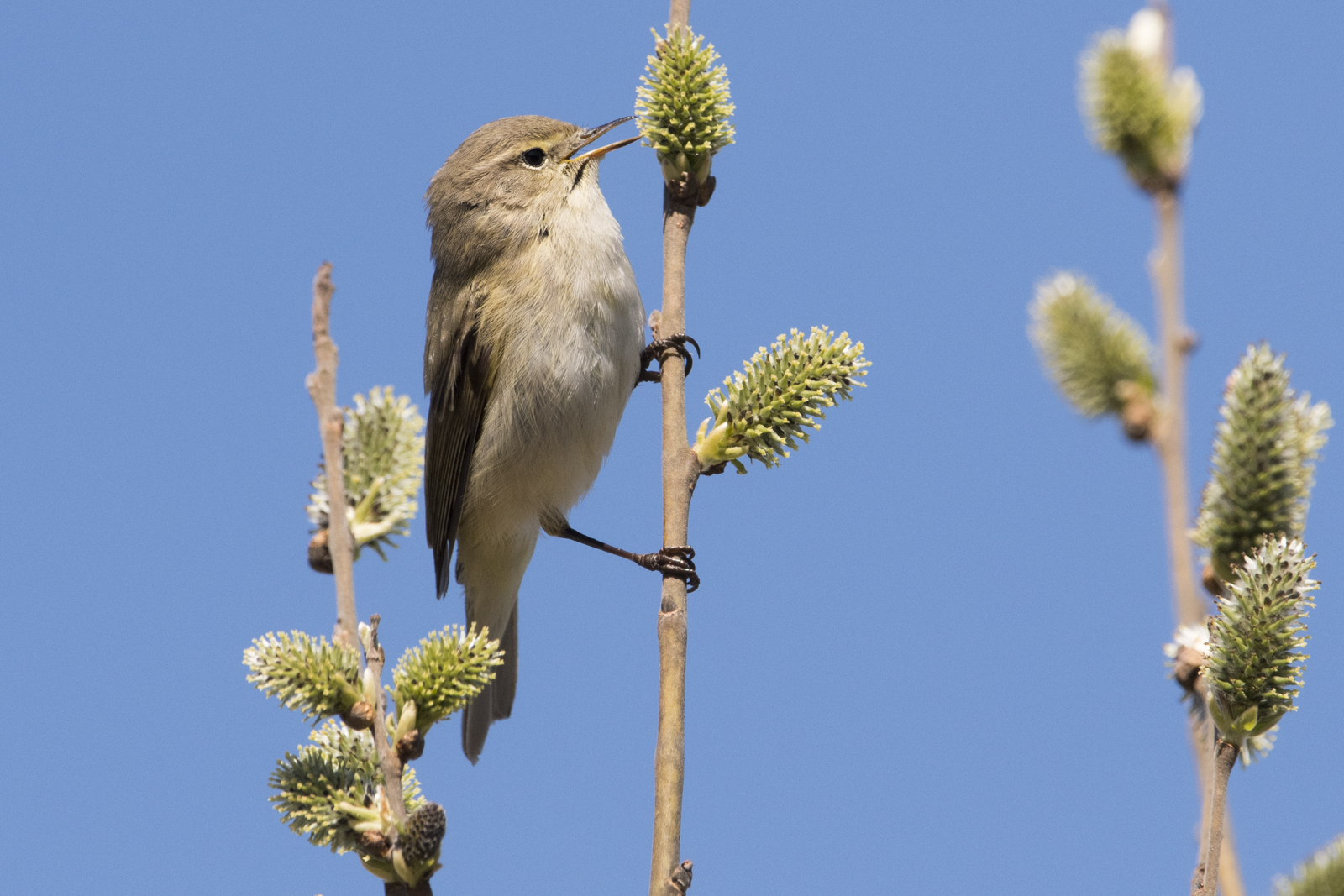Linnut kertovat oikean kyntö- ja kylvöajan