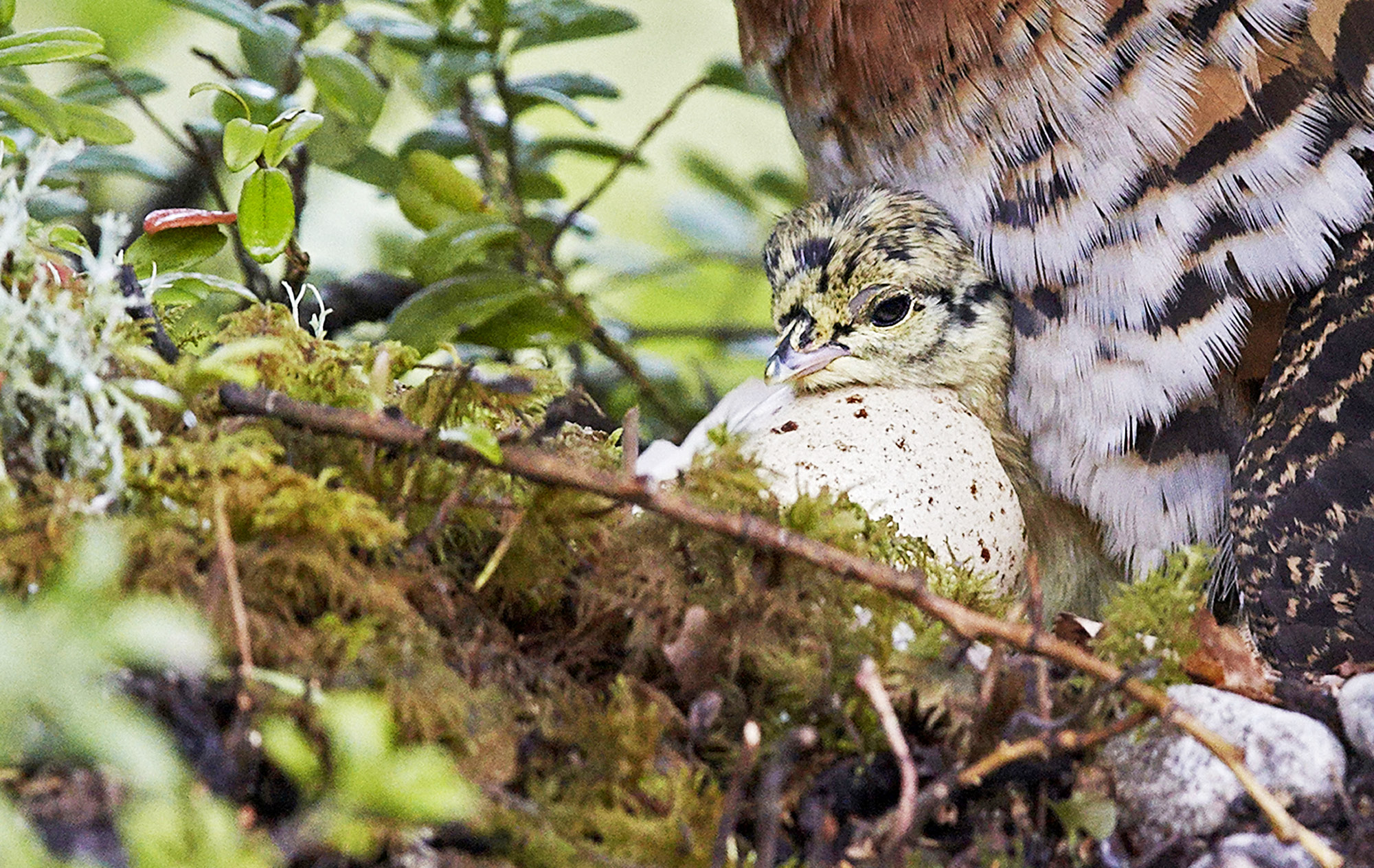 Suomen Luonto - Lehti