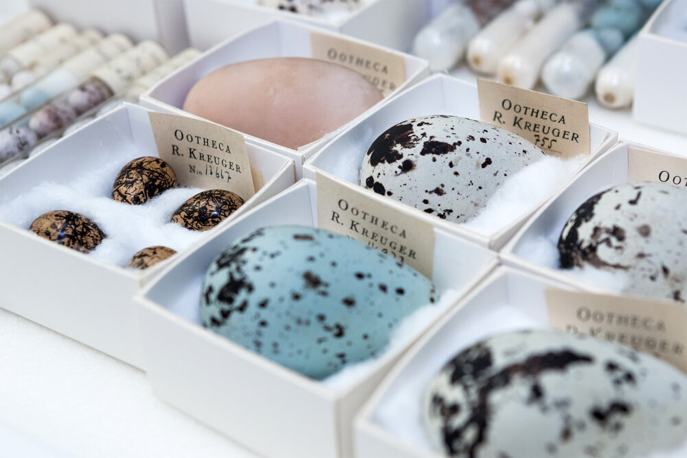 Ensin oli muna – kuinka muna syntyy ja miksi ne näyttävät eri lajeilla ...