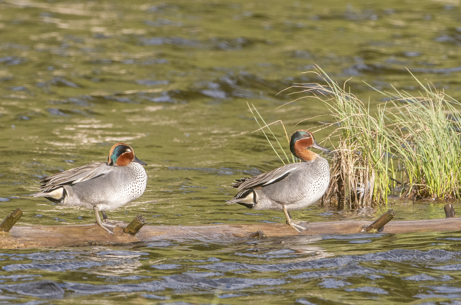 Suomen Luonto - Valkoviklo
