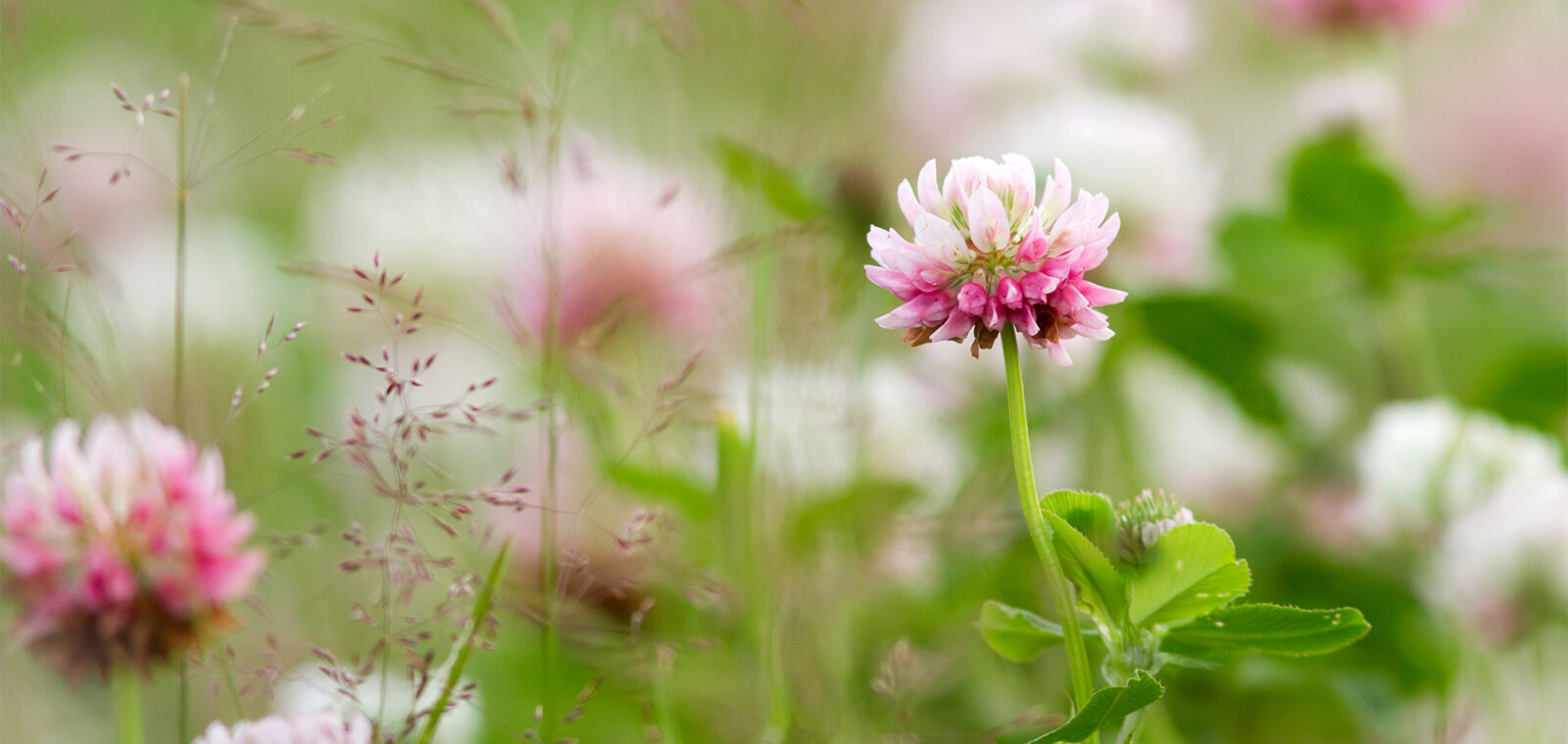 Suomen Luonto - Kelta-apila
