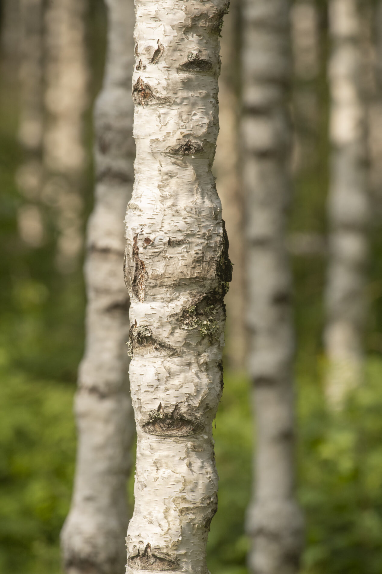 Tiesitkö että visakoivu .....?