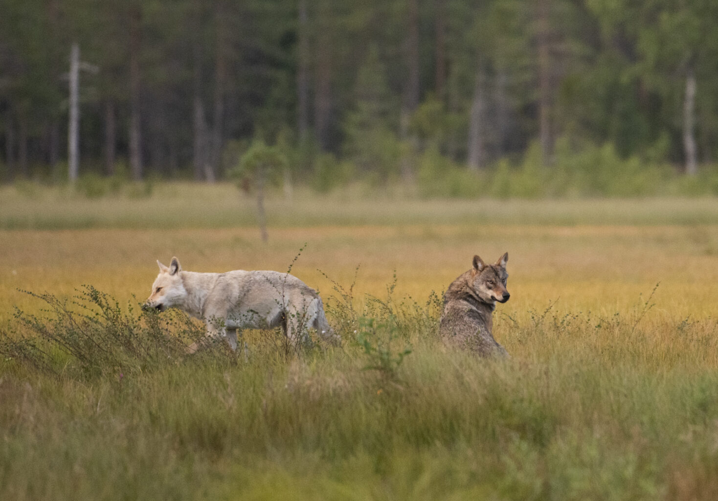 Kaunis susipari romanttisena