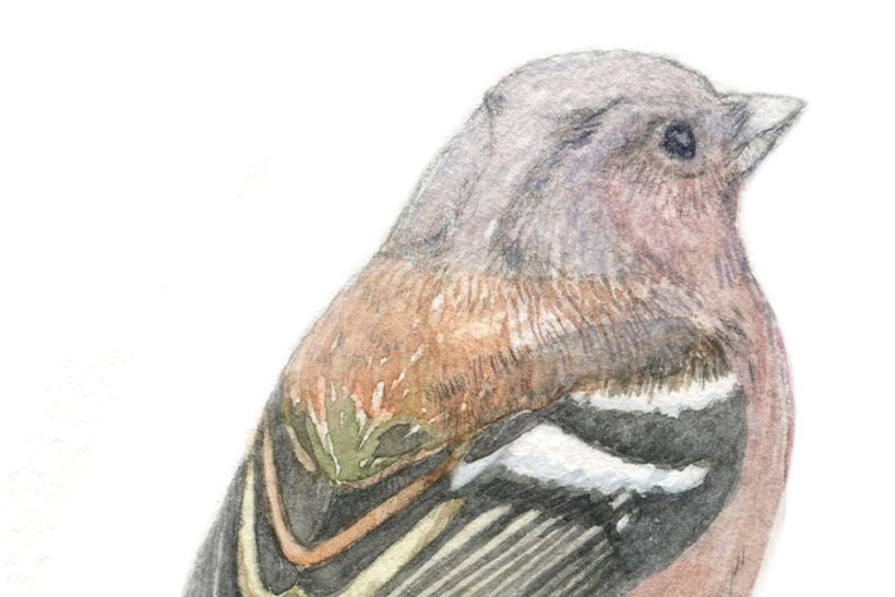 Nyt luontoon: 19.9. Peipot viuhtovat kohti etelää