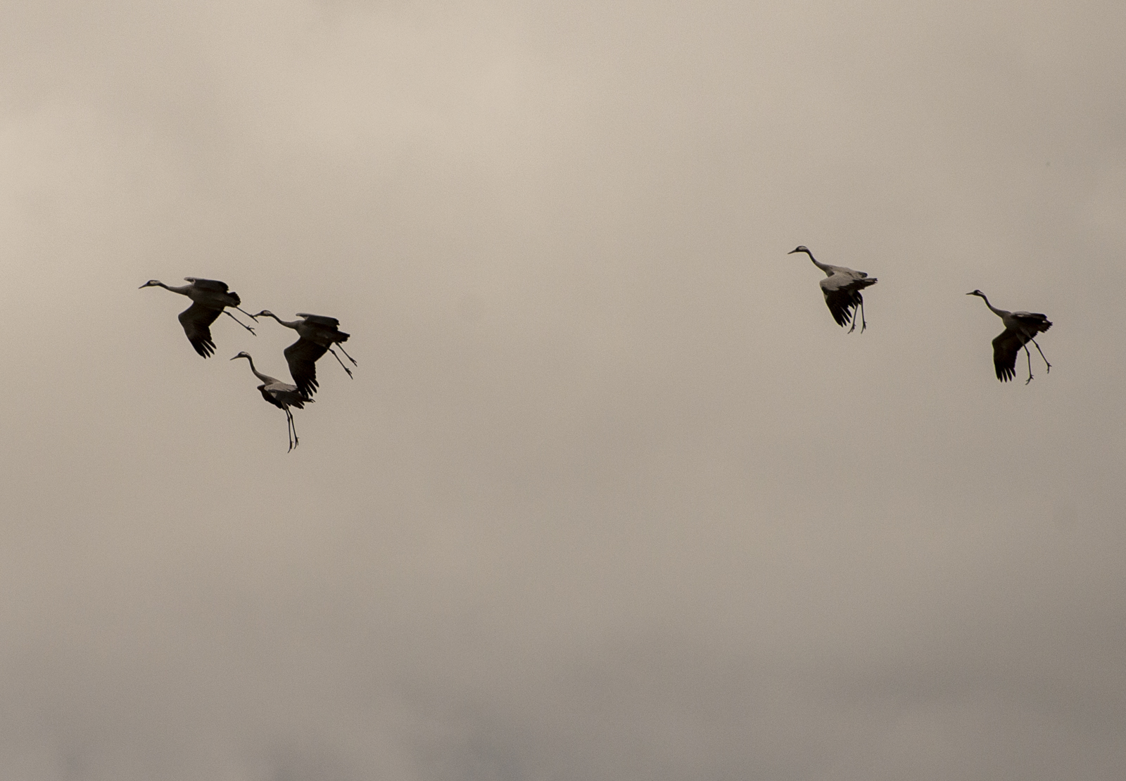 Kurjet ovat liikkeellä