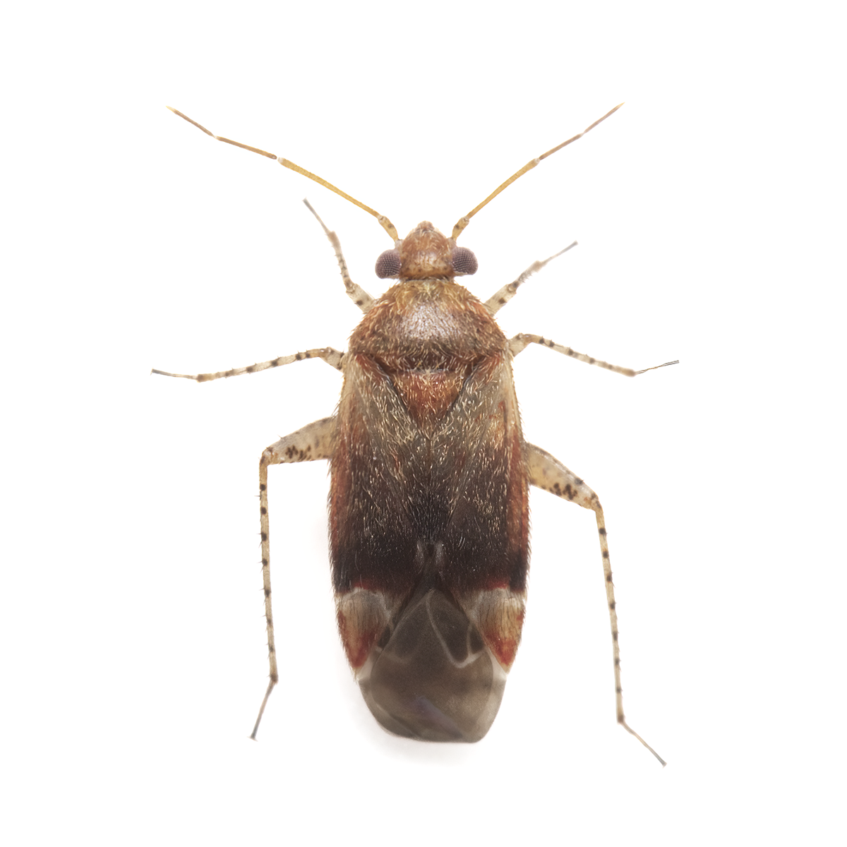 Elokuun trooppiset yöt - osa 1/2