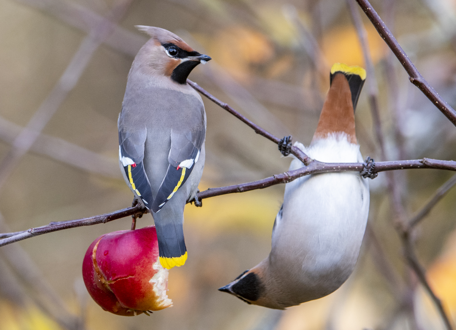 Tilhi syö tänä syksynä omenaa ja kriikunaa