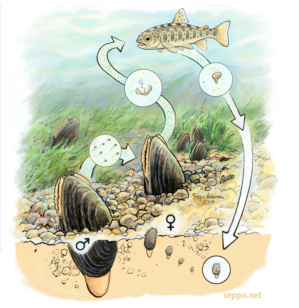 Raakkuja etsimässä – jokihelmisimpukoita on yhä etelänkin joissa