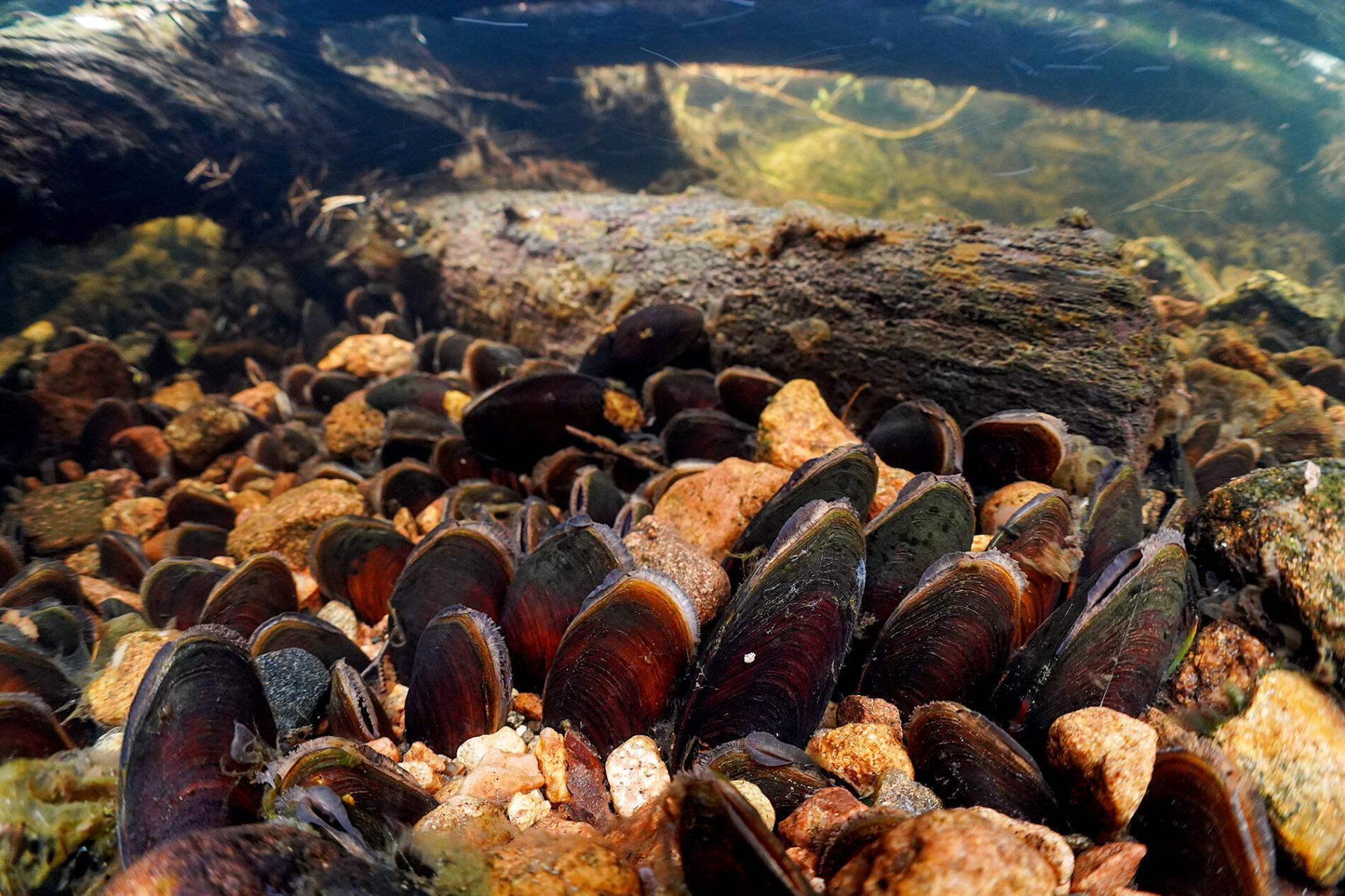 Raakkuja etsimässä – jokihelmisimpukoita on yhä etelänkin joissa