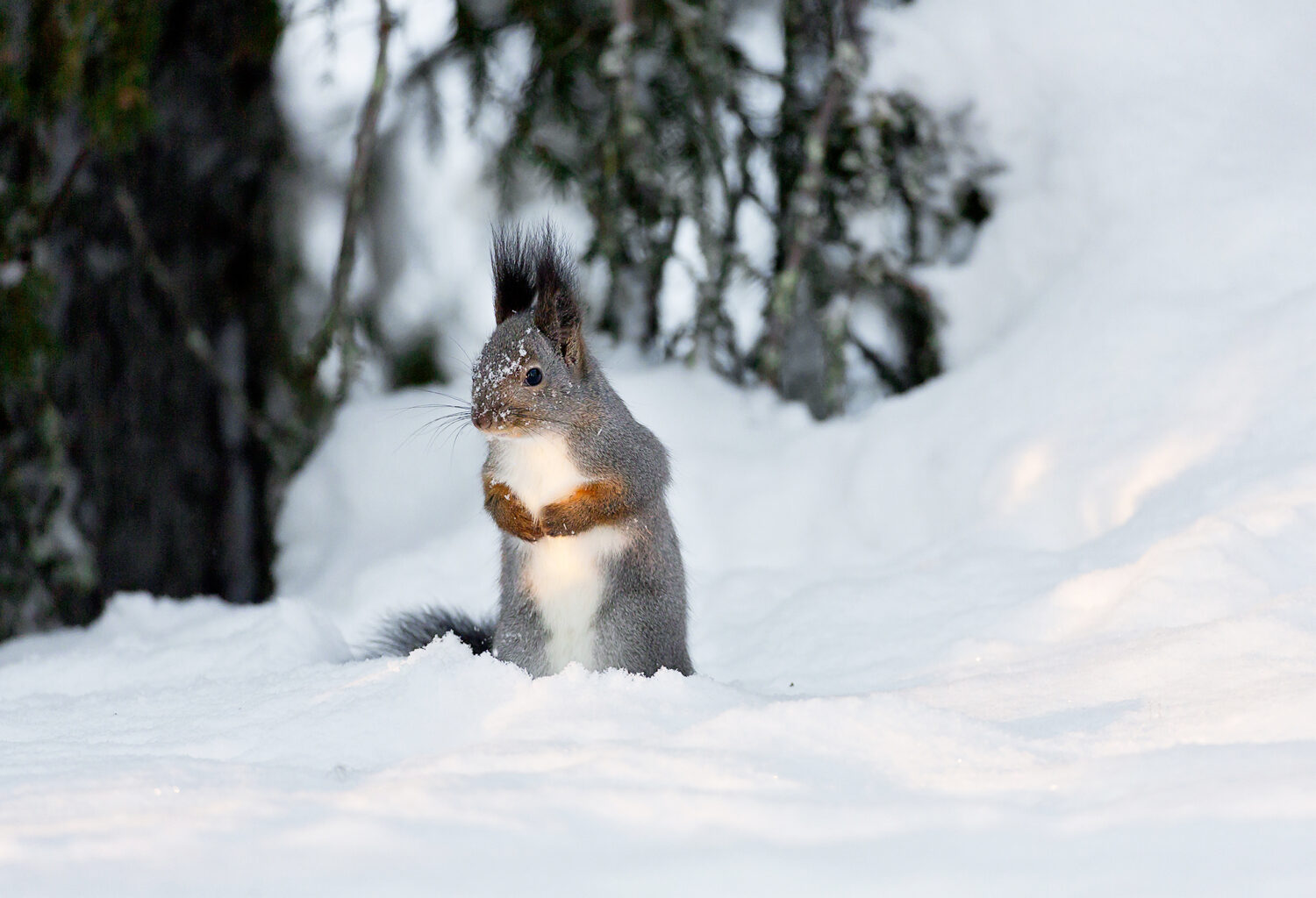 Orava tarvitsee oikean metsän
