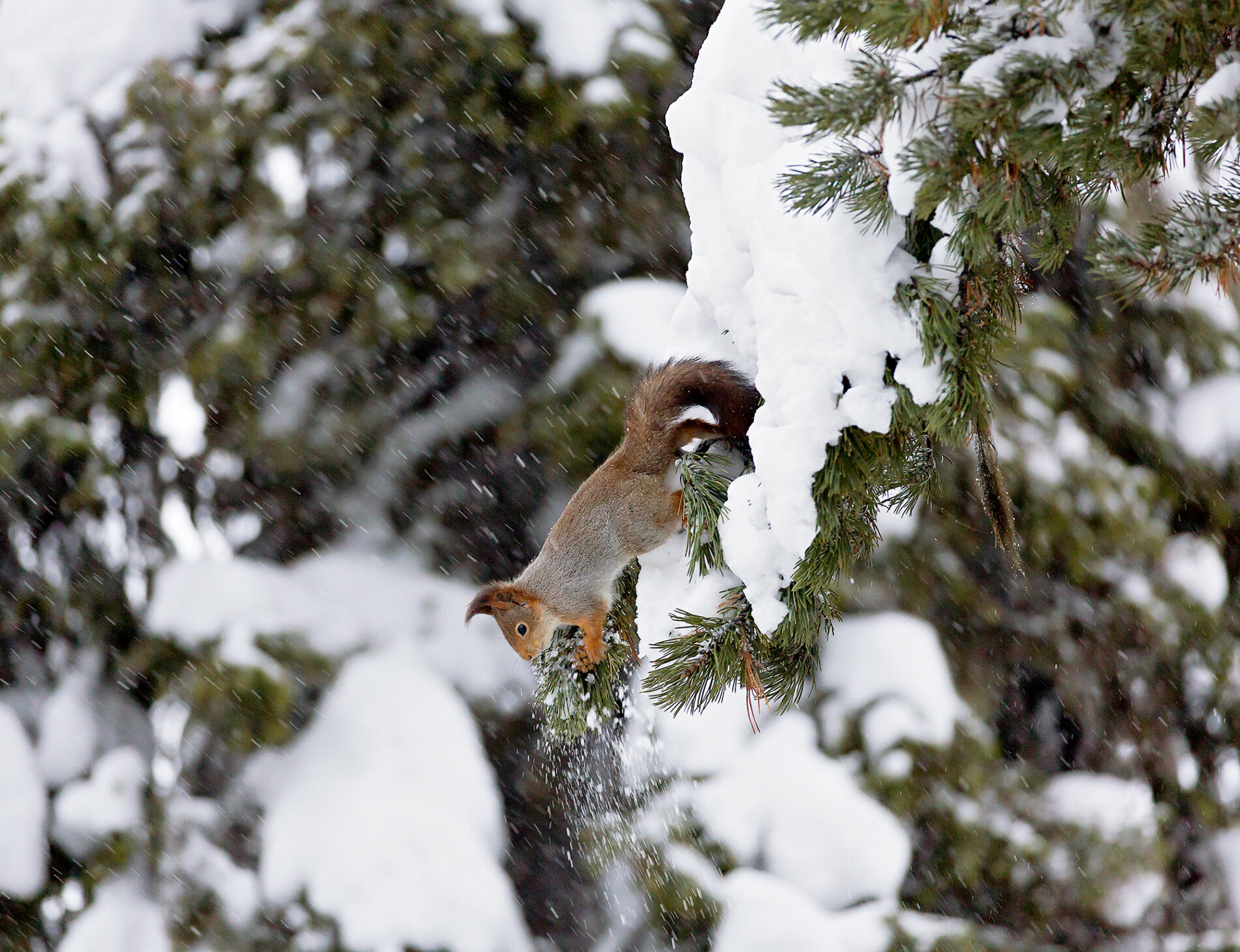 Orava tarvitsee oikean metsän