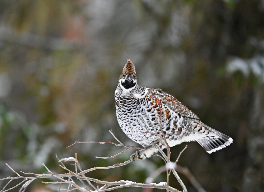 Pyyn elämänpuu on harmaaleppä