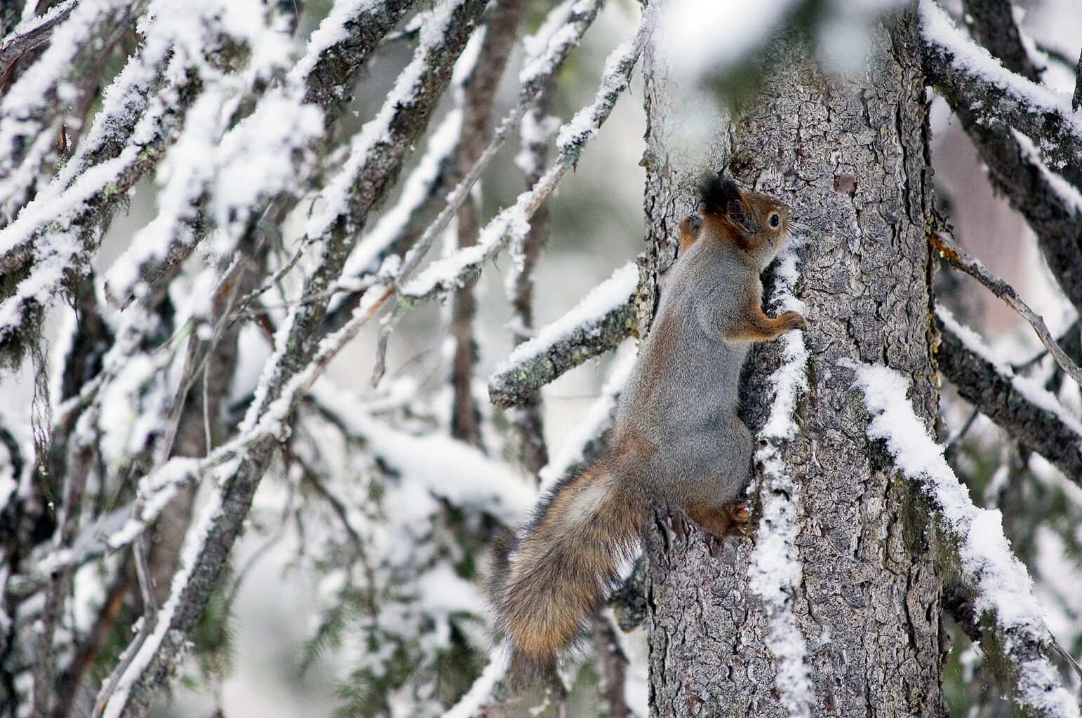 Orava tarvitsee oikean metsän