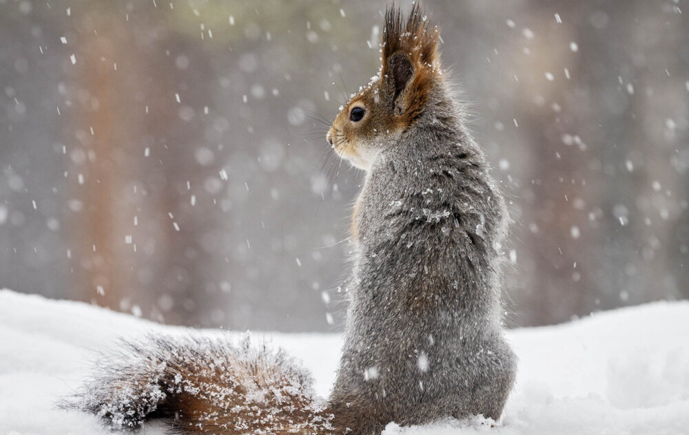 Marraskuun Suomen Luonto on ilmestynyt – Tutustu lehden juttuihin!