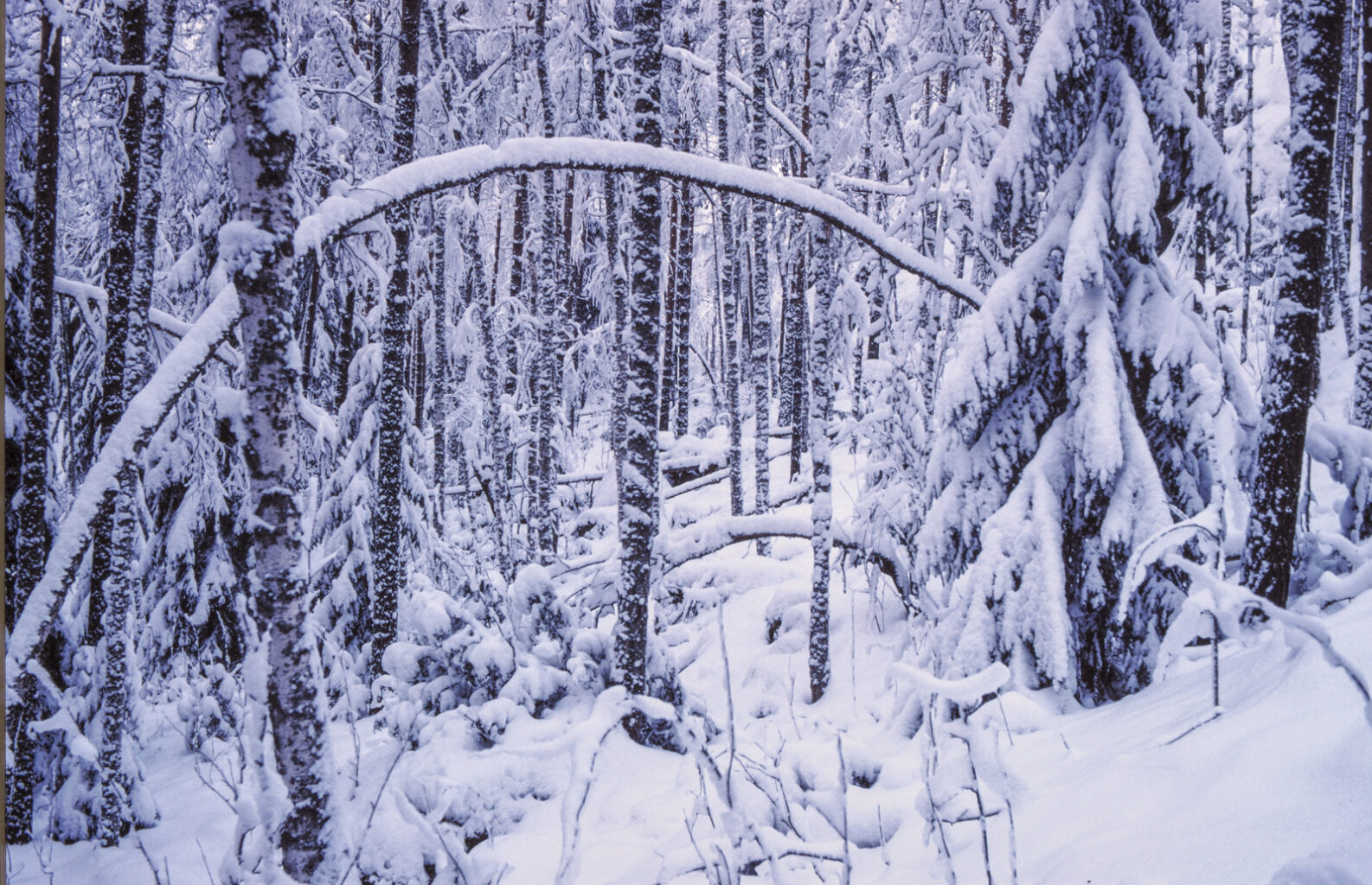 Sibeliuksen Tapiola Op. 112 soi metsän innoittamana