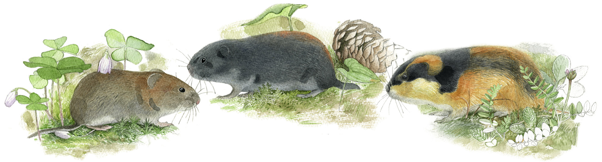 Suomen Luonto - Sopulit