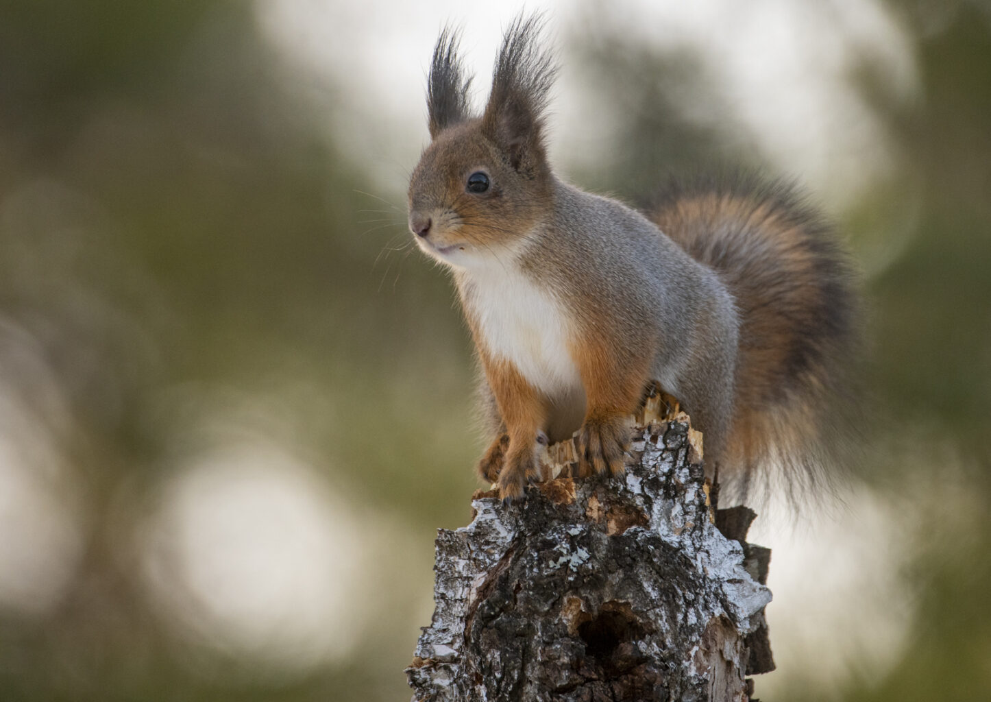 Mihin orava tarvitsee häntäänsä