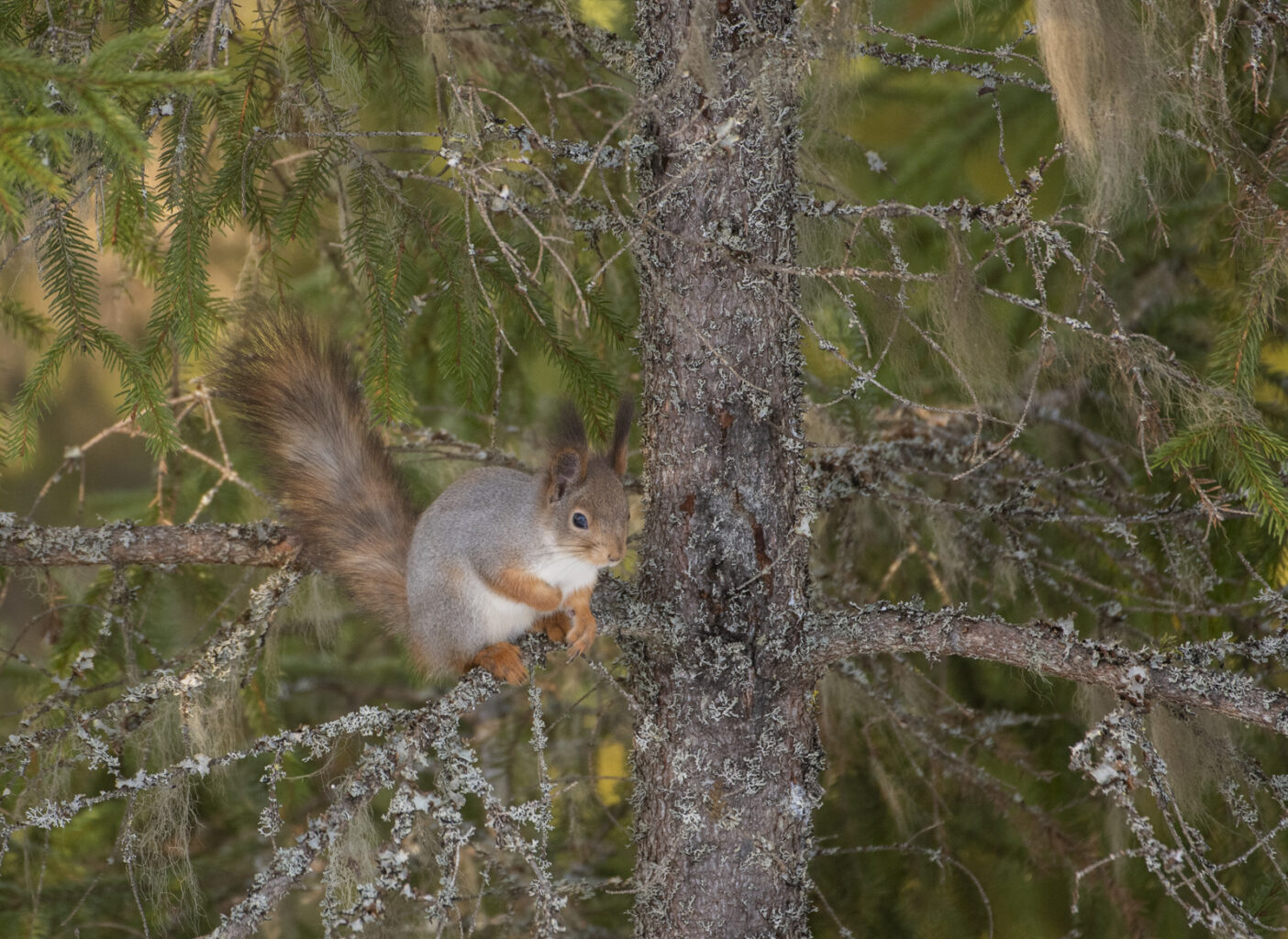 Mihin orava tarvitsee häntäänsä