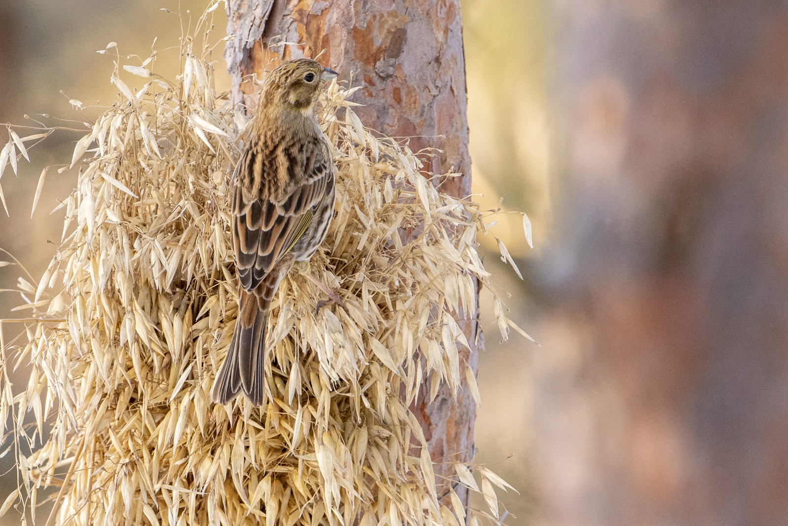 Talven ihanat klassikot
