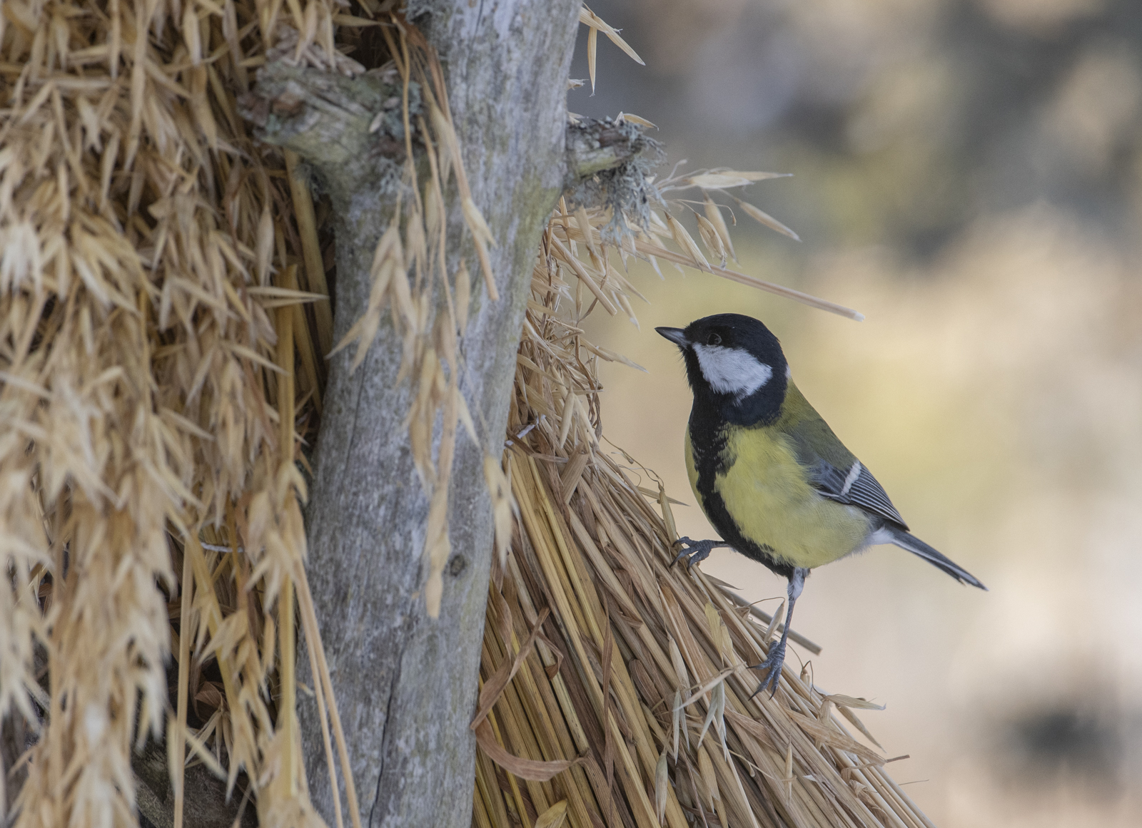 Talven ihanat klassikot