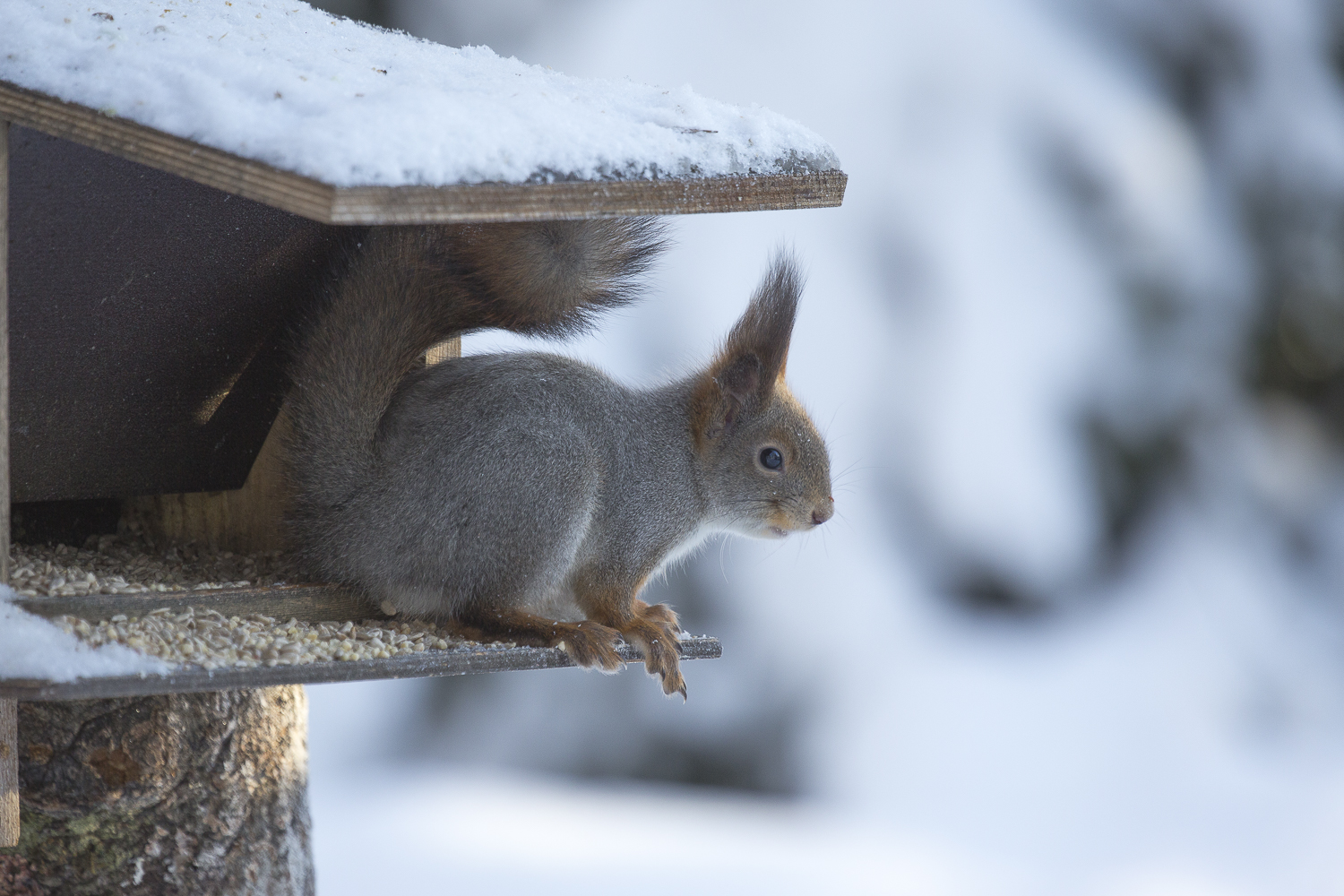 Oravan korvat ja aivot