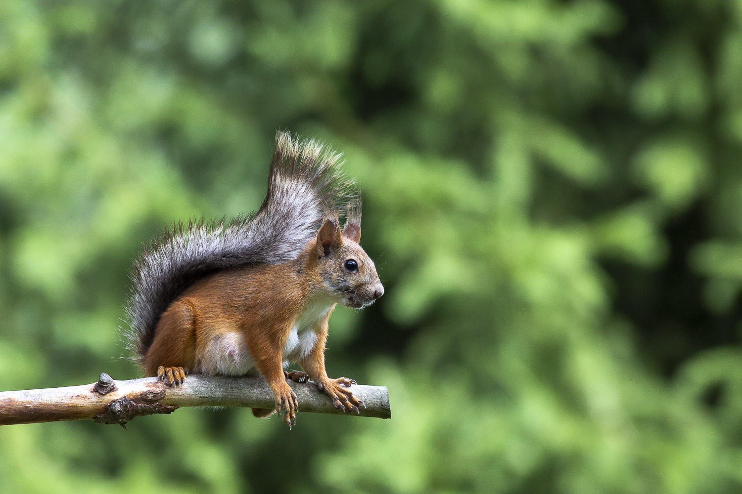 Oravan korvat ja aivot