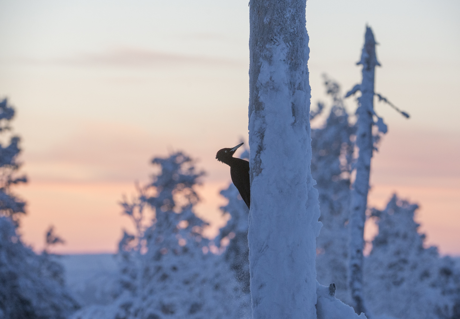 Mitä pohtii palokärki?
