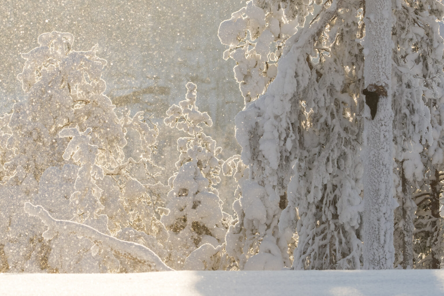 Mitä pohtii palokärki?